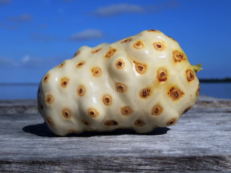 Noni fruit stock photo. Image of food, blue, medicinal - 22912102