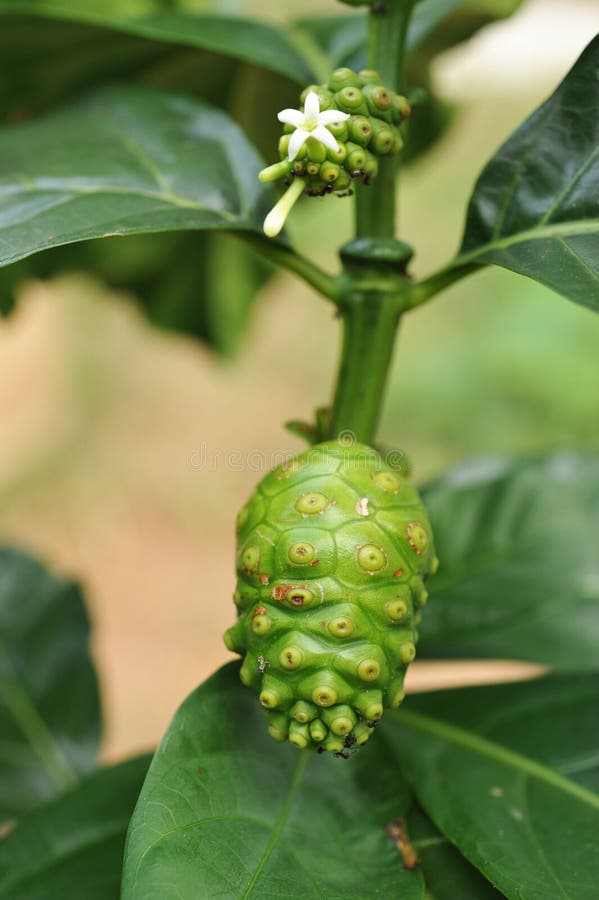 Noni stock photo. Image of flower, hanging, fruit, caribbean - 22398310