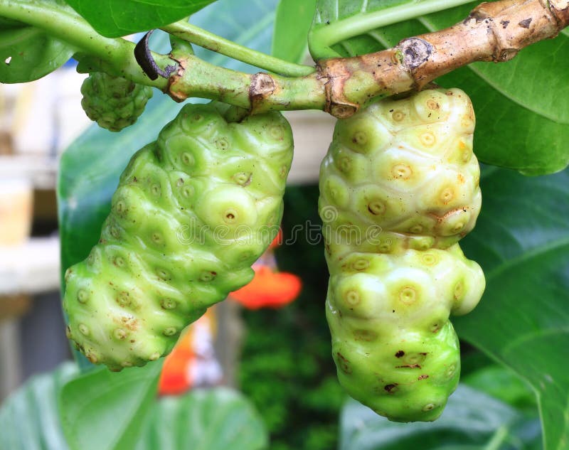 Noni fruit stock image. Image of food, garden, leaf, green - 26112809