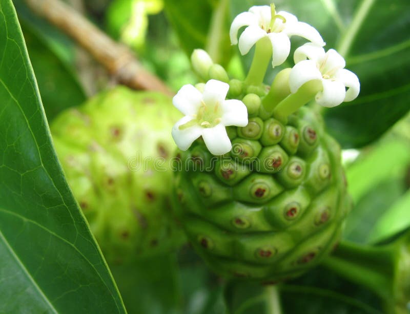 Noni Fruit stock image. Image of fruit, noni, flower - 34969211