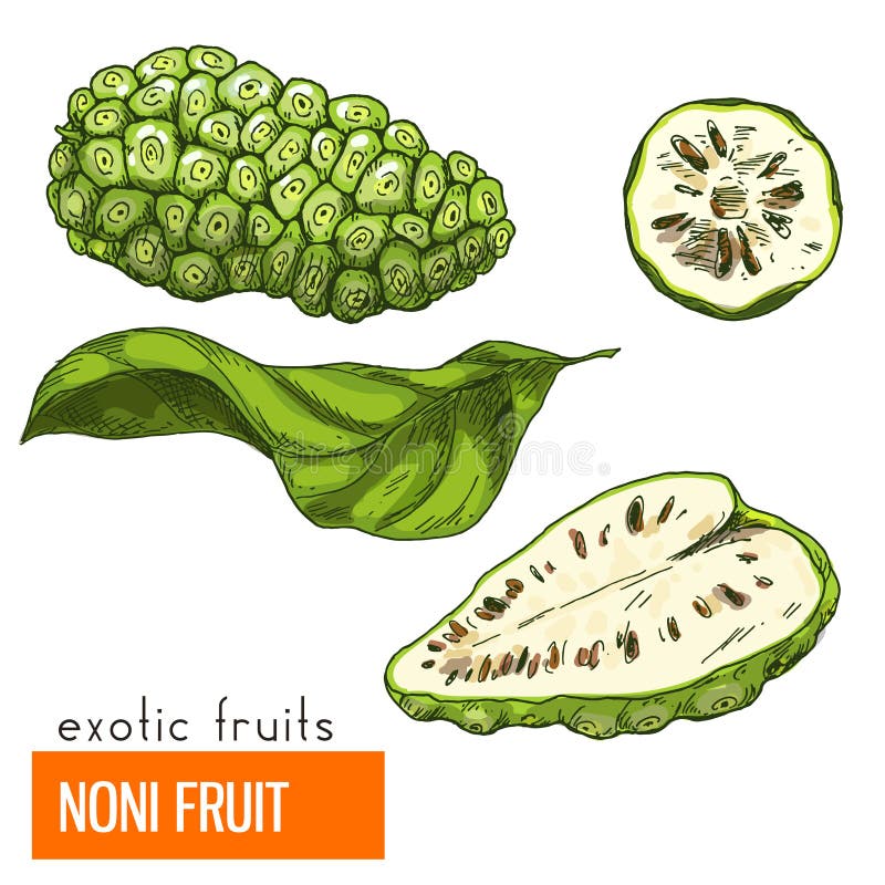 Noni Fruit. Color Vector Illustration. Stock Vector - Illustration of ...