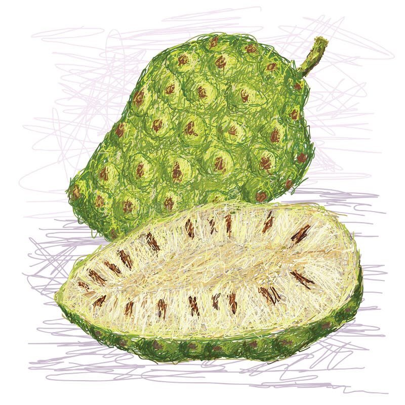 Noni Fruit Cross Section Stock Illustrations – 8 Noni Fruit Cross ...