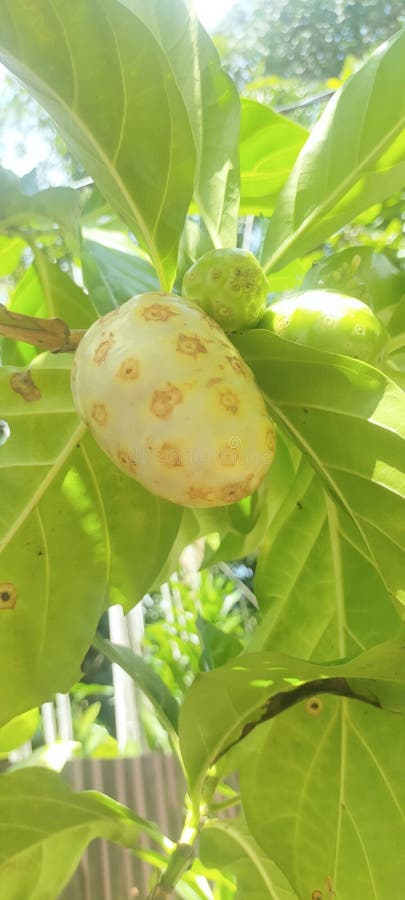 Noni fruit during the day stock image. Image of leaf - 318364075