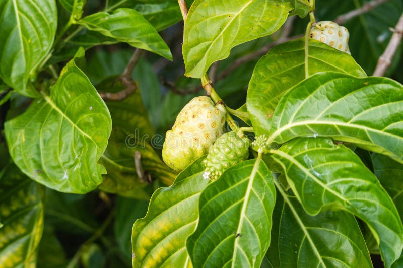 Noni Fruit stock image. Image of caribbean, branch, drink - 43436903
