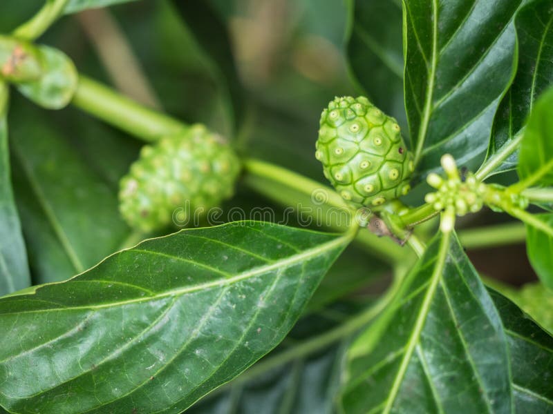 Noni Fruit Grow on Tree. Great Morinda with Green Leafs. Beach Mulberry ...