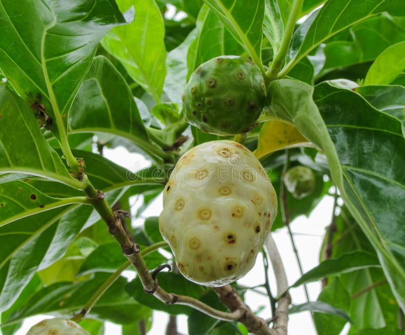 Noni Fruit Growing on a Tree. Tropical Fruit Stock Photo - Image of ...