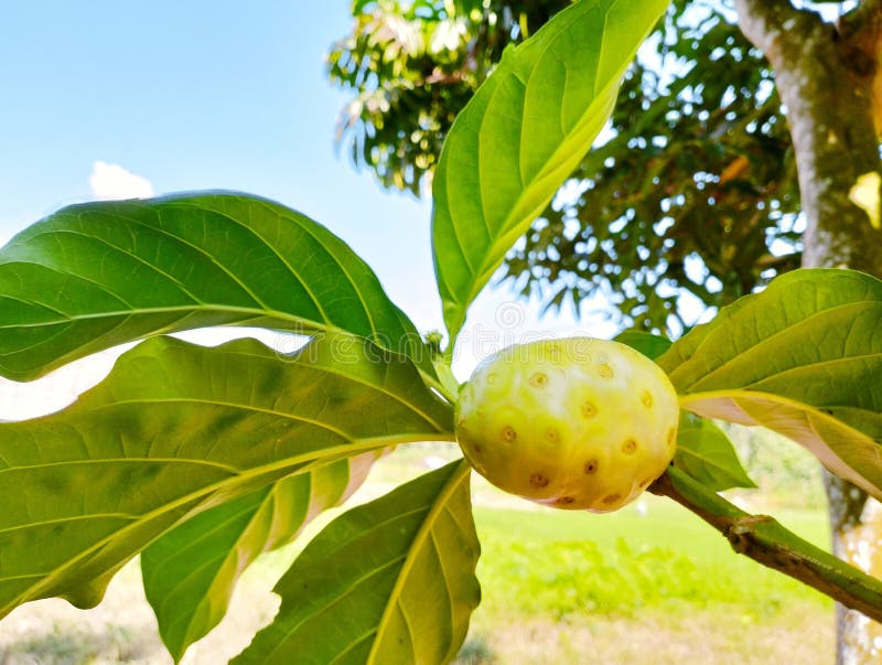 Noni Fruit Grows in the Yard Stock Photo - Image of grows, fruit: 276959362