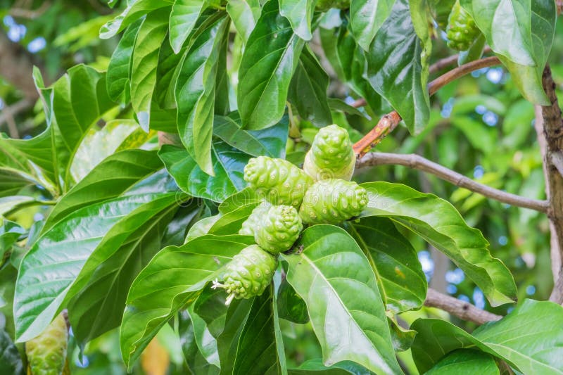 Noni (Morinda citrifolia) stock photo. Image of botanic - 20452674
