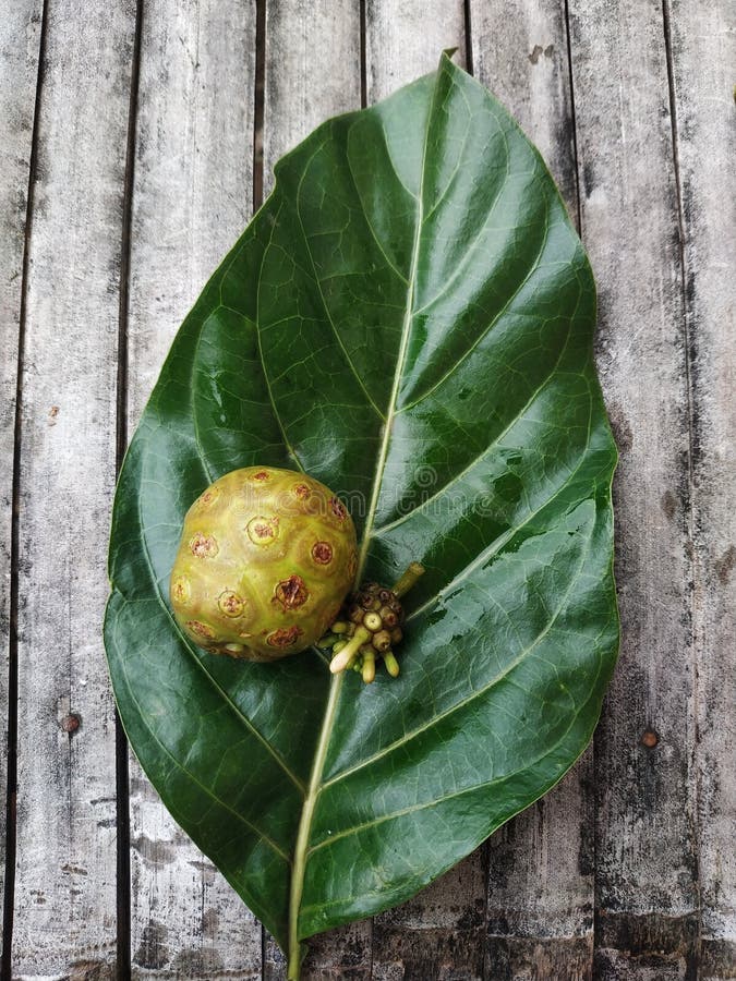 Noni Fruit with Leave, Herb Plant, on Bamboo Board Stock Photo - Image ...