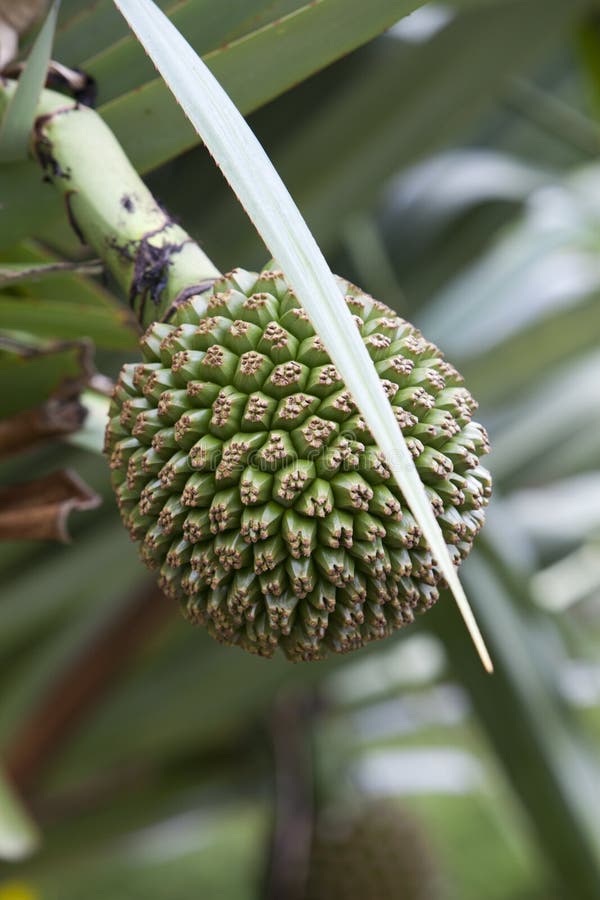 Noni Fruit Morinda Citrifolia on the Tree Stock Image - Image of ripe ...