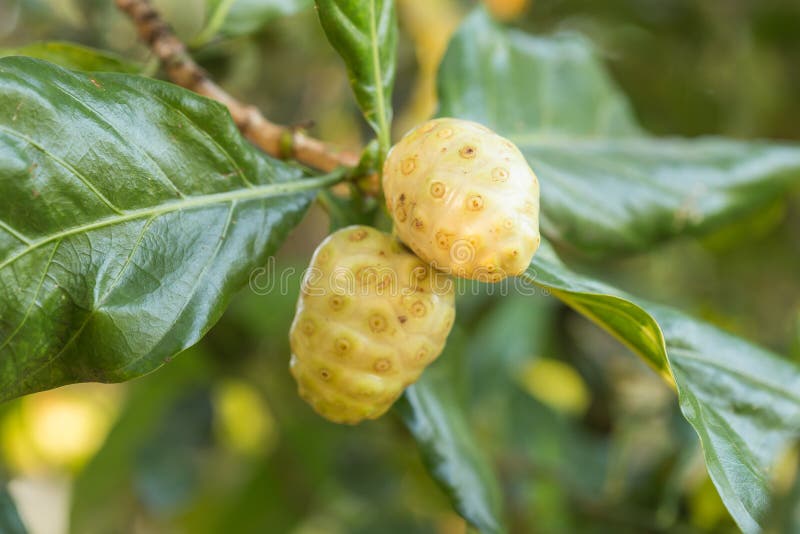 Close-up of Noni or Morinda Citrifolia Tree and Green Leaf Stock Photo ...