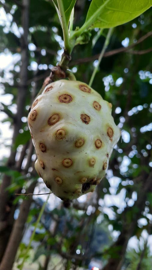 Noni Fruit that is almost Ripe on the Tree Stock Photo - Image of noni ...