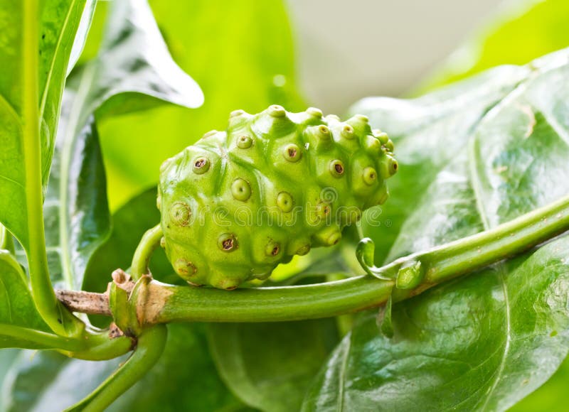 Noni fruit on the tree stock image. Image of fruit, nutrients - 35377411