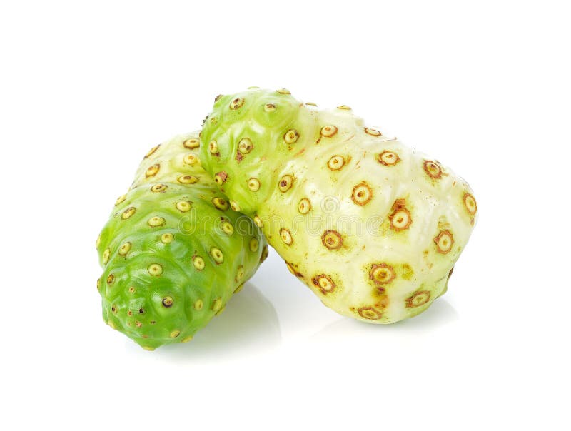 Noni fruit stock photo. Image of fruit, morinda, healthy - 92276842