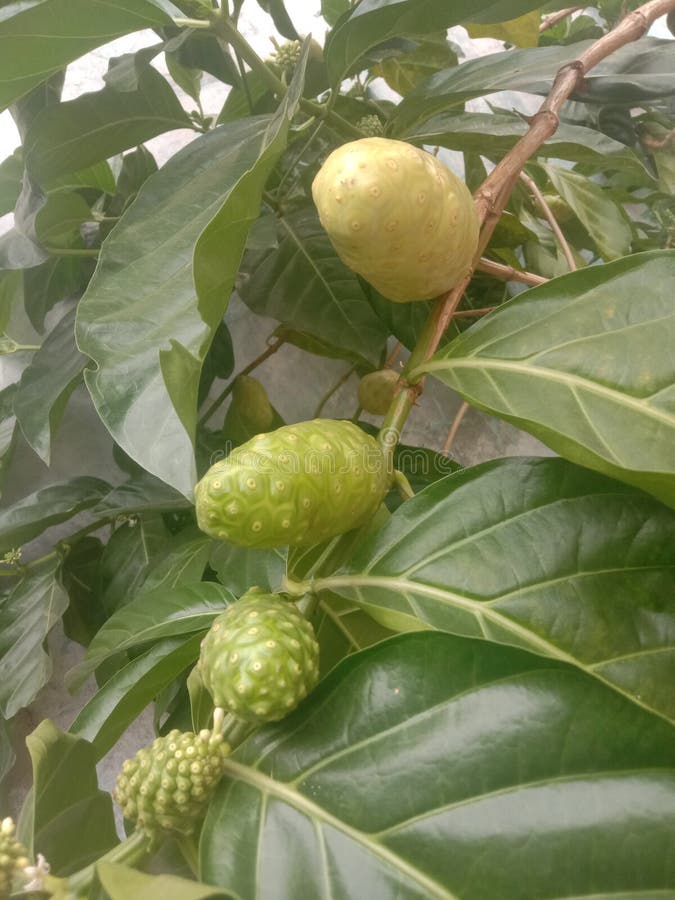 Noni Fruite Tree Local Wild Stock Photo - Image of wild, local: 320819534