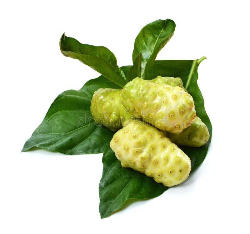 Noni Fruits on White Background Stock Image - Image of white, morinda ...
