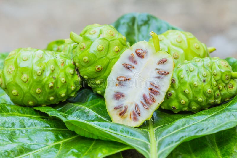 Noni Fruit stock image. Image of fruit, noni, flower - 34969211