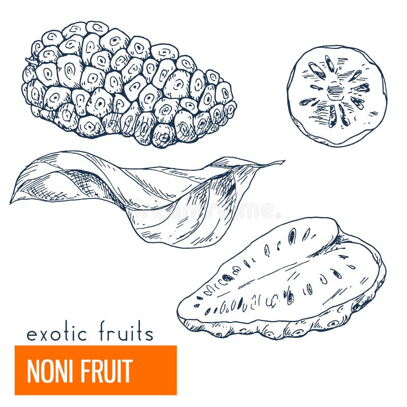 Noni Fruit. Color Vector Illustration. Stock Vector - Illustration of ...