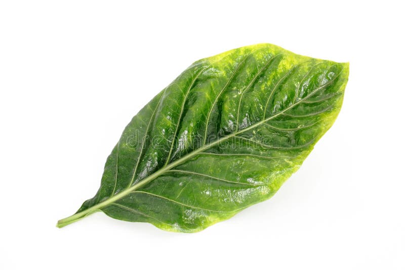 Noni leaf stock photo. Image of agriculture, food, branch - 319879992