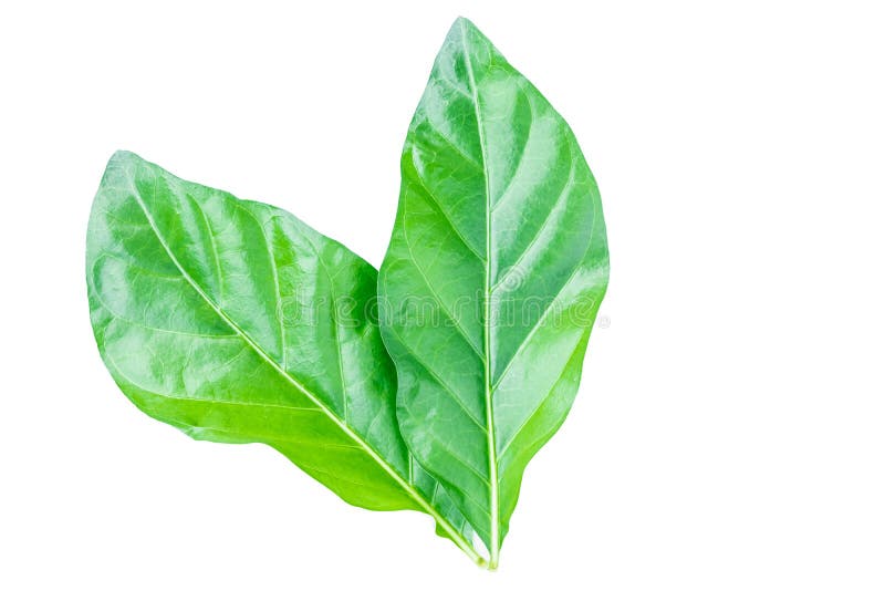 Noni Leaves Damage Symptom from Sucking Pest Stock Image - Image of ...