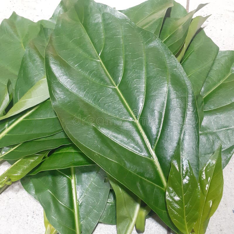 Noni leaves plant stock photo. Image of tree, noni, leaves - 359914932