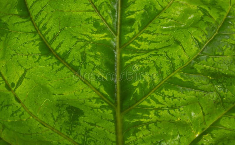 Noni leaves stock image. Image of pattern, antioxidant - 240711933