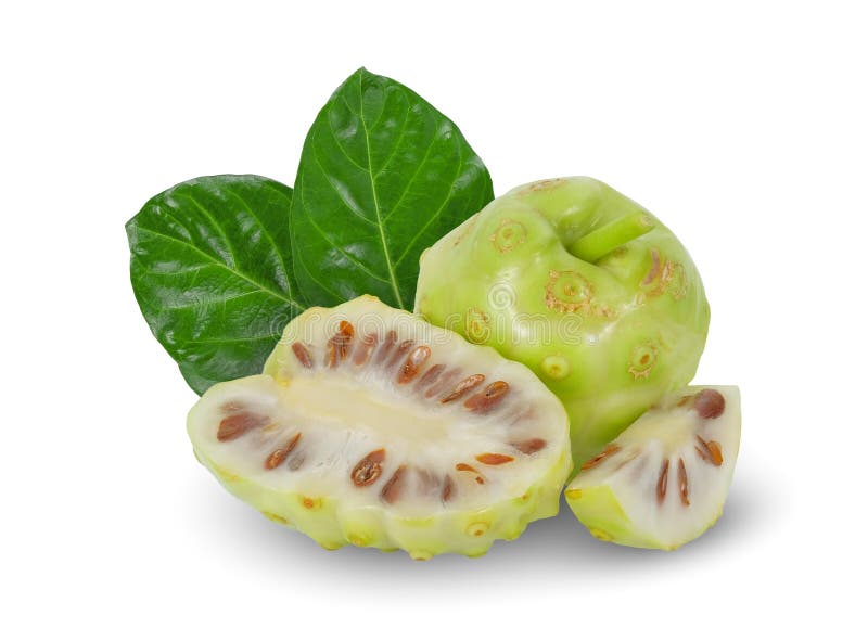 Noni or Morinda Citrifolia with Leaf Isolated on White Background Stock ...