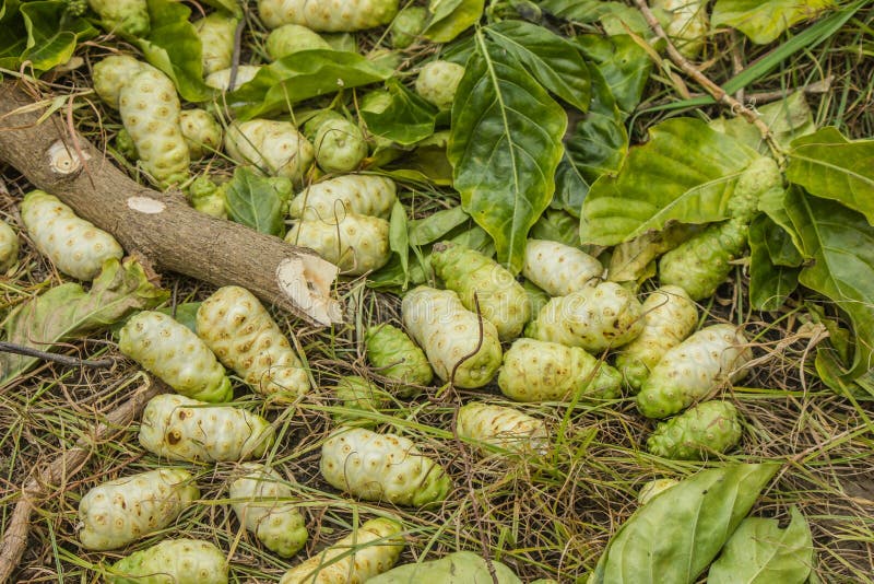 Noni stock photo. Image of noni, indian, white, ingredient - 77931480