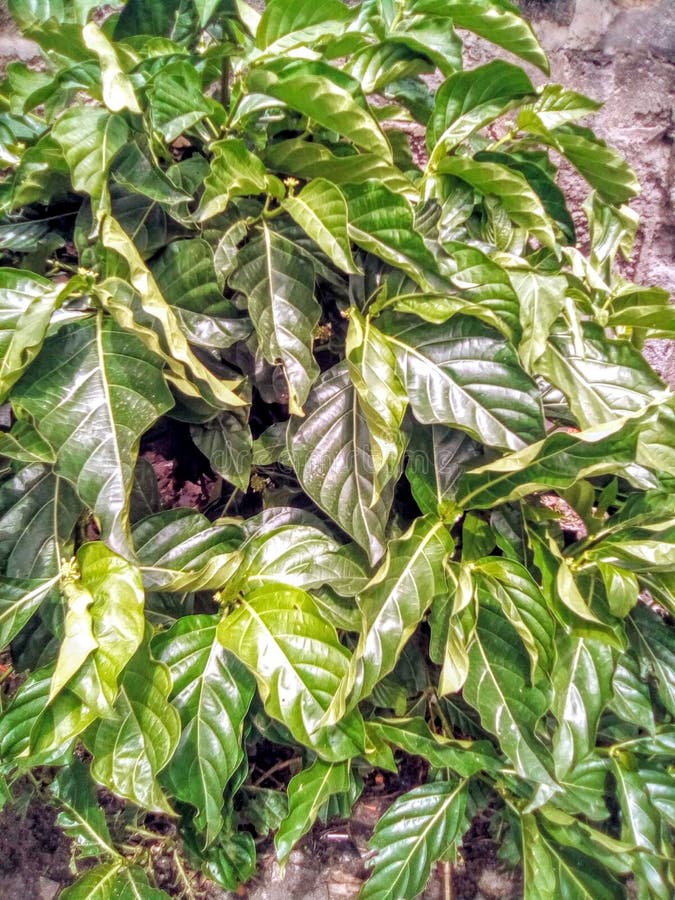 Noni plant image stock image. Image of deciduous, woodland - 225201523
