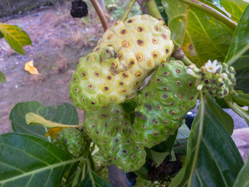 Noni plant stock photo. Image of medicinal, branch, fruit - 226310168