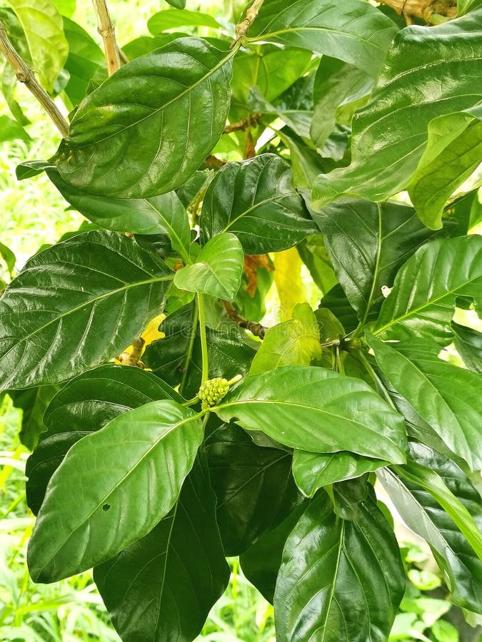 Noni tree stock photo. Image of tree, garden, nature - 161362222