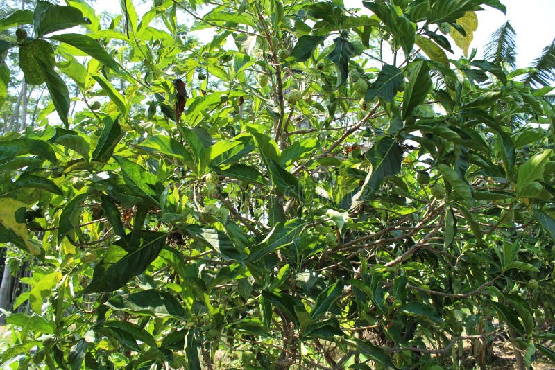 Noni tree stock photo. Image of noni, garden, tree, nature - 161360916