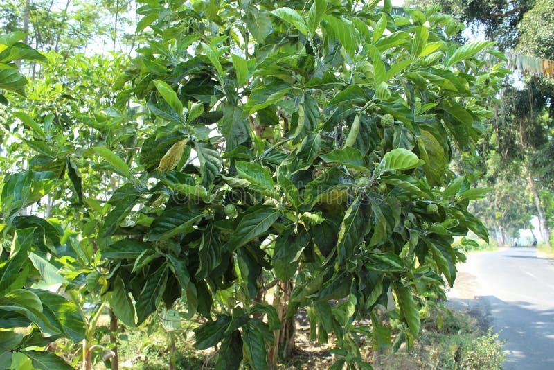 Noni tree stock image. Image of nature, tree, medicine - 161361037