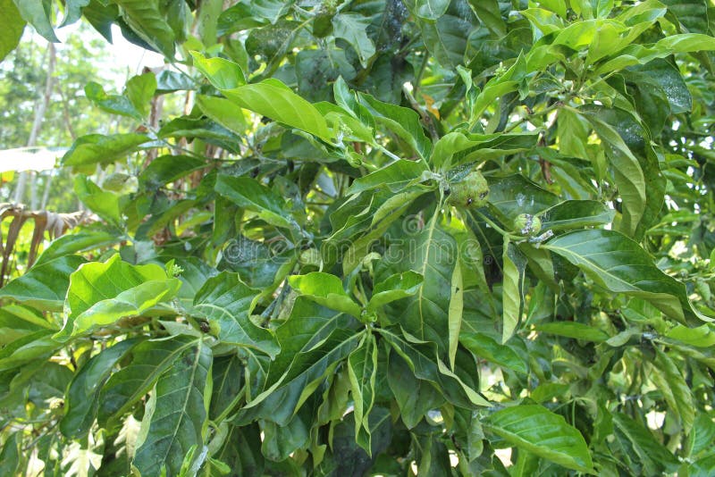 Noni tree stock photo. Image of tree, garden, nature - 161362222