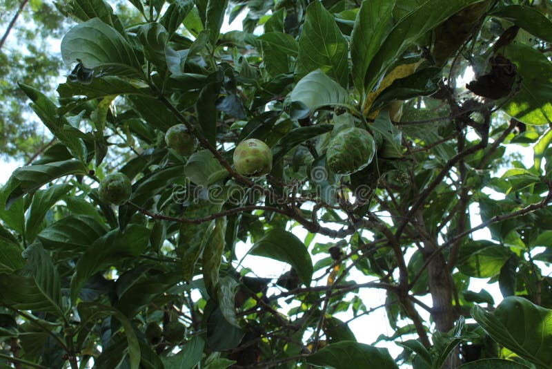 Noni tree stock photo. Image of tree, garden, nature - 161362222