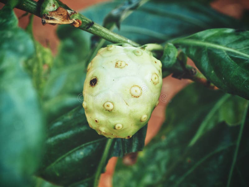 Noni tropical fruit plant stock photo. Image of leaves - 135581760