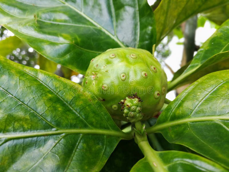 Medicinal Plants root stock photo. Image of homeopathic - 50496898