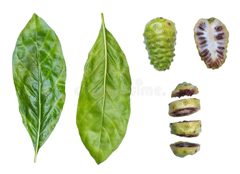 Noni fruit with leaf stock photo. Image of green, fruit - 90808928
