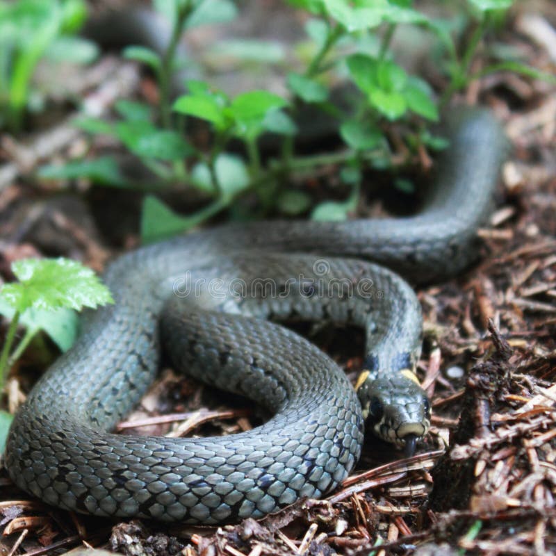Nonpoisonous snake serpent stock image. Image of assault - 29878325