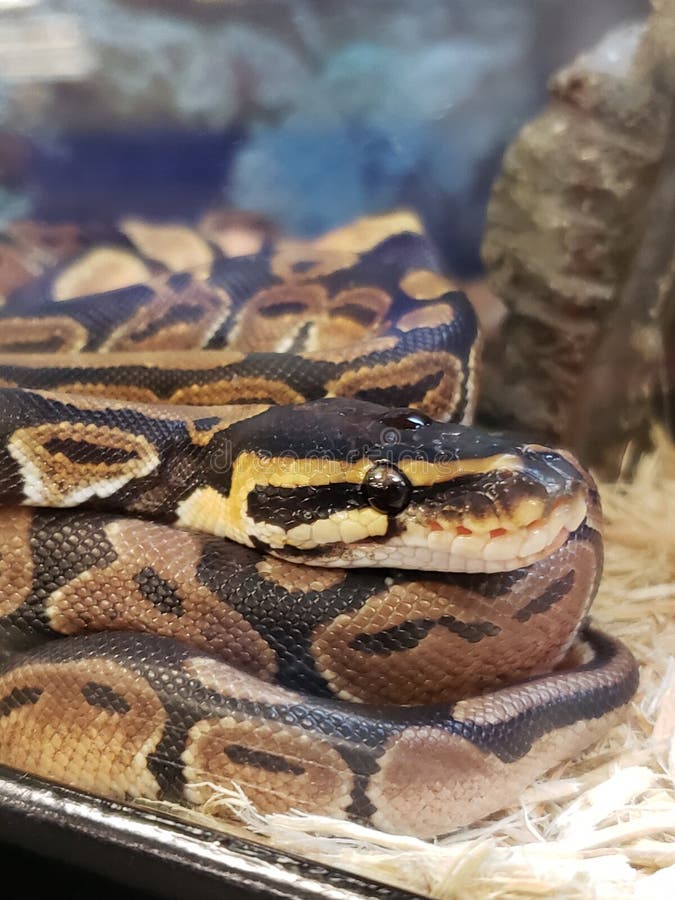 Noodle Boy & X28;snake& X29; Stock Photo - Image of animal, noodle ...