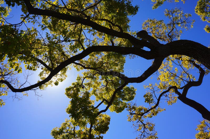 Camphor Tree Against Noon Sun Stock Photo - Image of line, beautiful ...