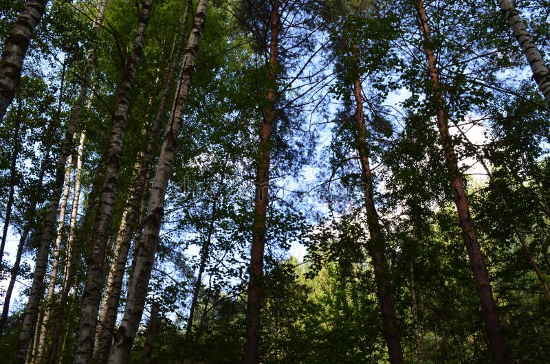 Noon in the forest. stock image. Image of park, grove - 233835403