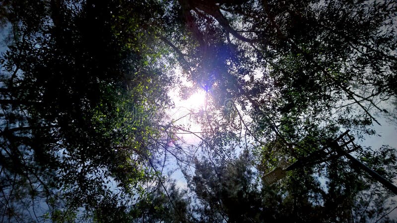 Noon stock image. Image of relaxed, tree, noon, beauty - 58548503