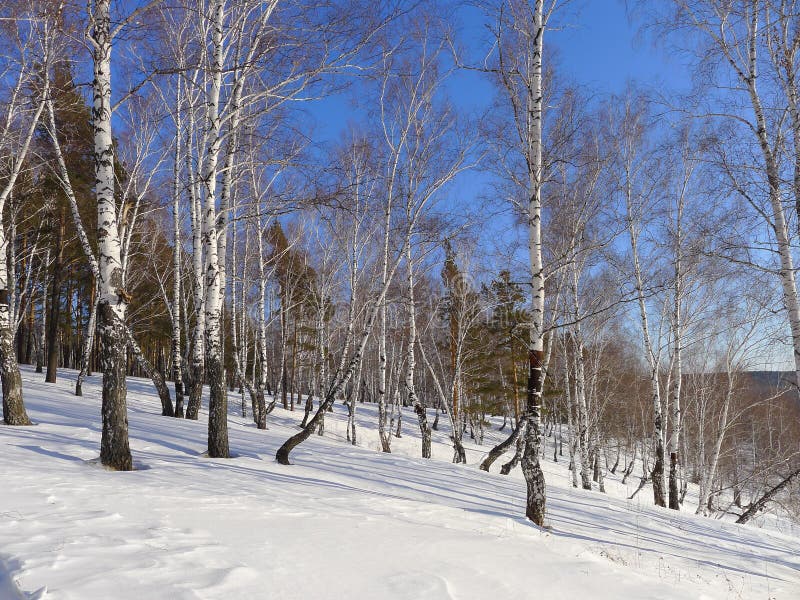 Noon in the Siberian Forest Stock Photo - Image of siberia, winter ...