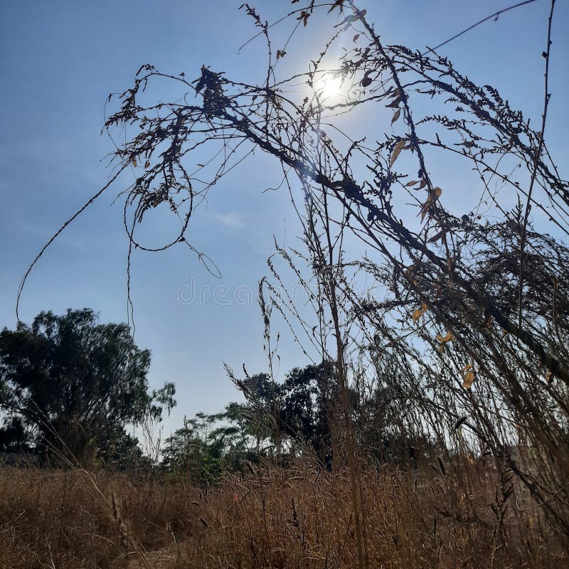 Noon Sun Light Spreading Peace Around Plants Stock Image - Image of ...