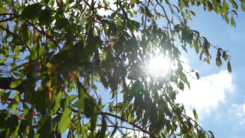 Noon Sun Rays Passing through the Tree Leaves in a Bright Sunny Day ...