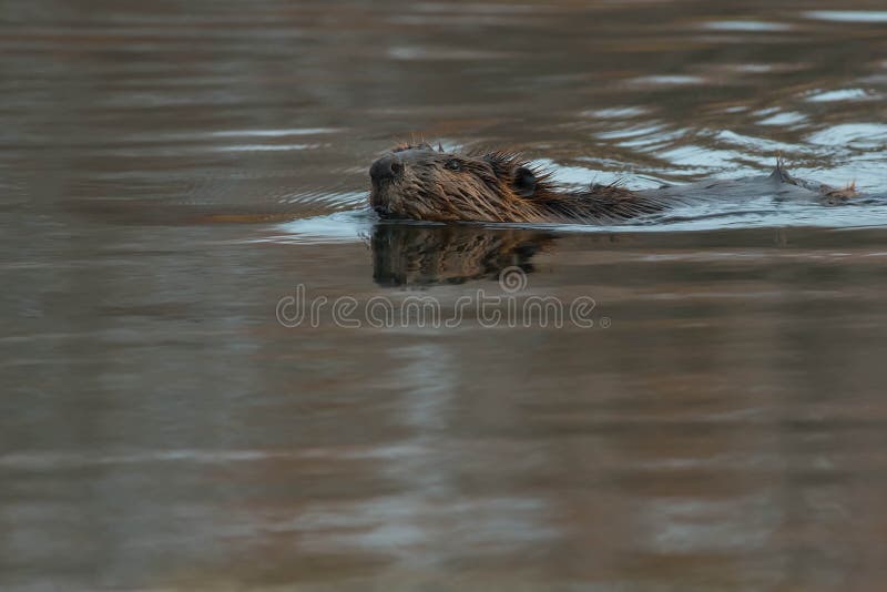 Zwemmende bever stock foto. Image of bevers, staart - 172680168