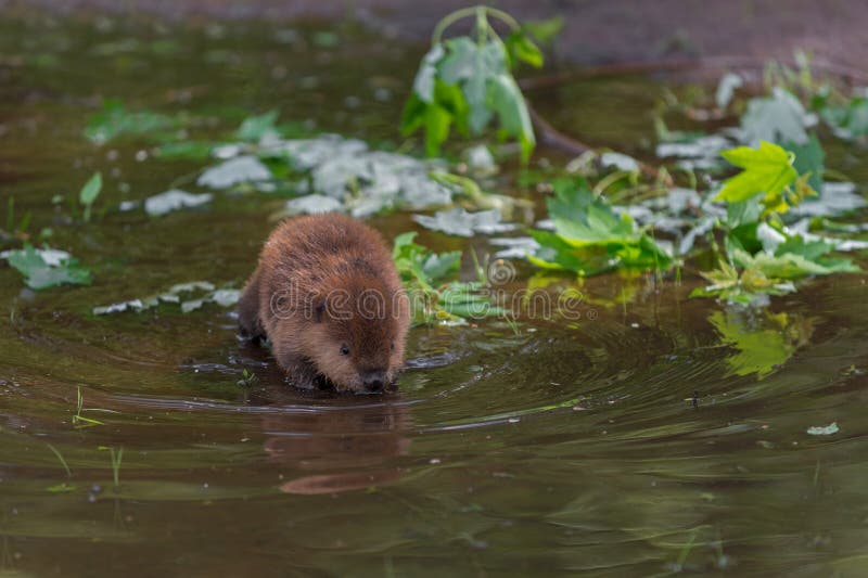 Noordamerikaanse Bever (Bevercanadensis) Kit Looks into Water Stock ...
