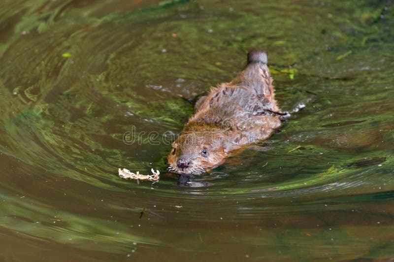 Noordamerikaanse Bever (Bevercanadensis) Kit Swims Forward Stock Foto ...