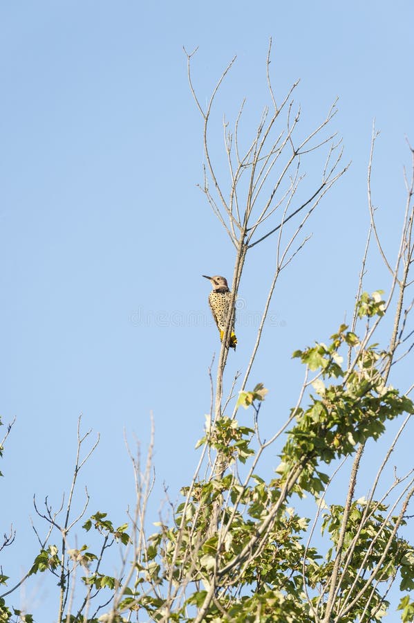 Noordelijk Trillings Verticaal Formaat Stock Foto - Image of ...